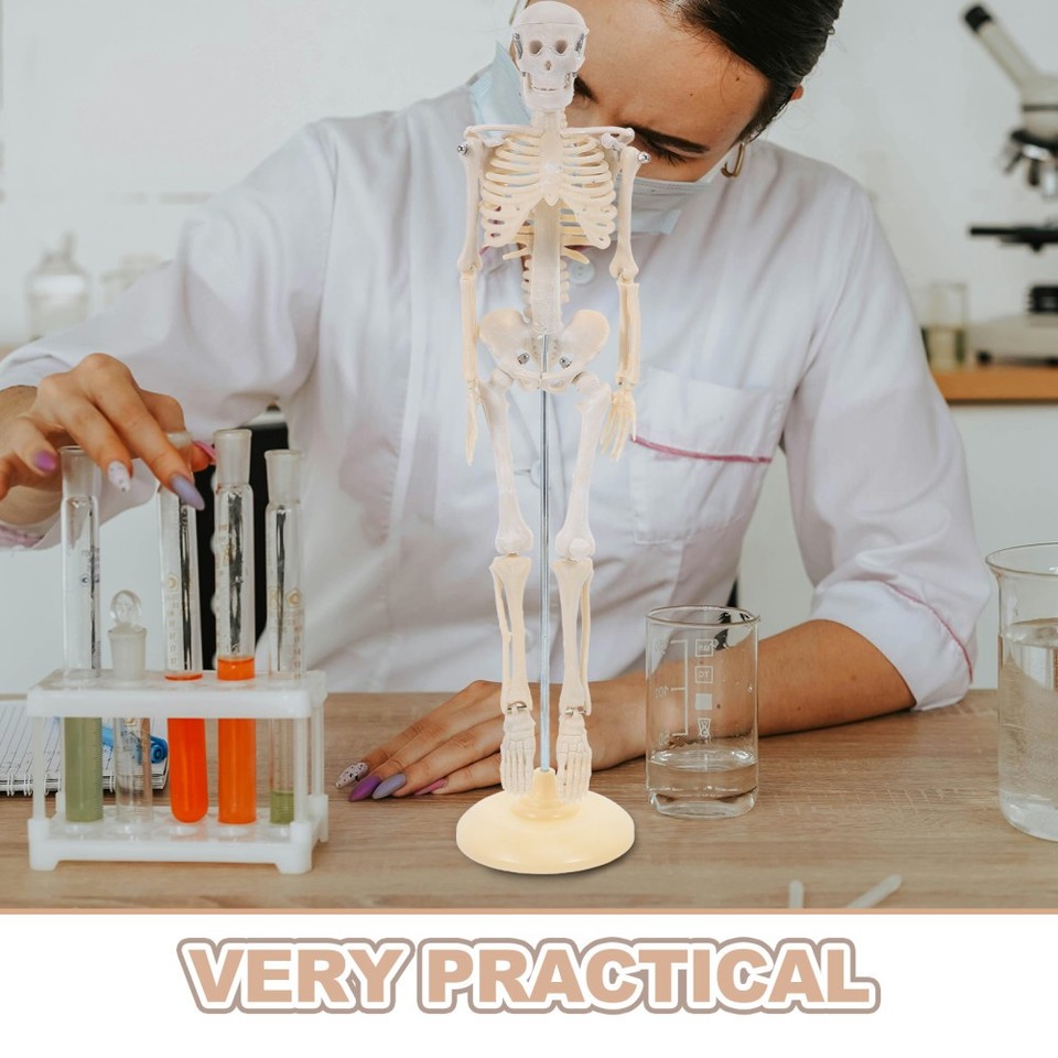 Anatomy Model for Kids | Human Body Structure Model with Movable Bones ...