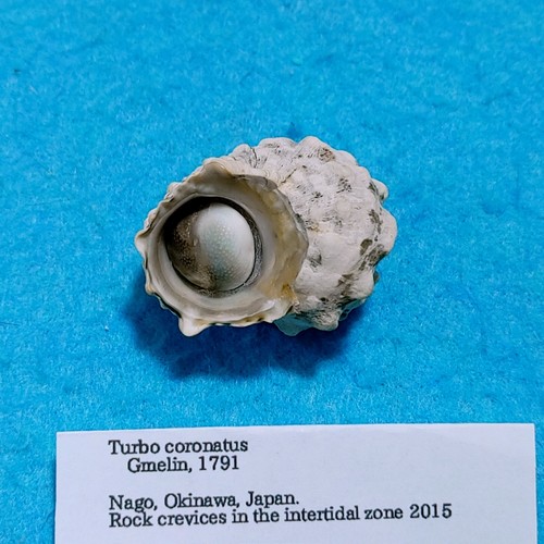 Turbo coronatus 38mm Big Size Turban Shell Sea shells | eBay