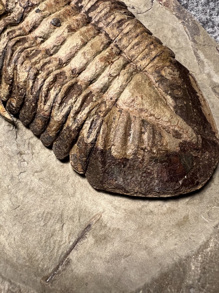 Large Asaphellus sp. Trilobite Fossil with Preserved Antennae – Highly ...