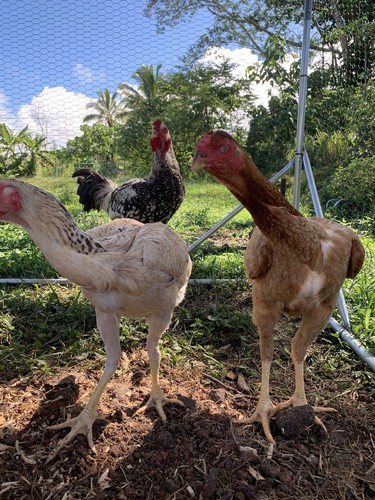 6 Indio Gigante hatching eggs: Tallest Chicken In The World | eBay