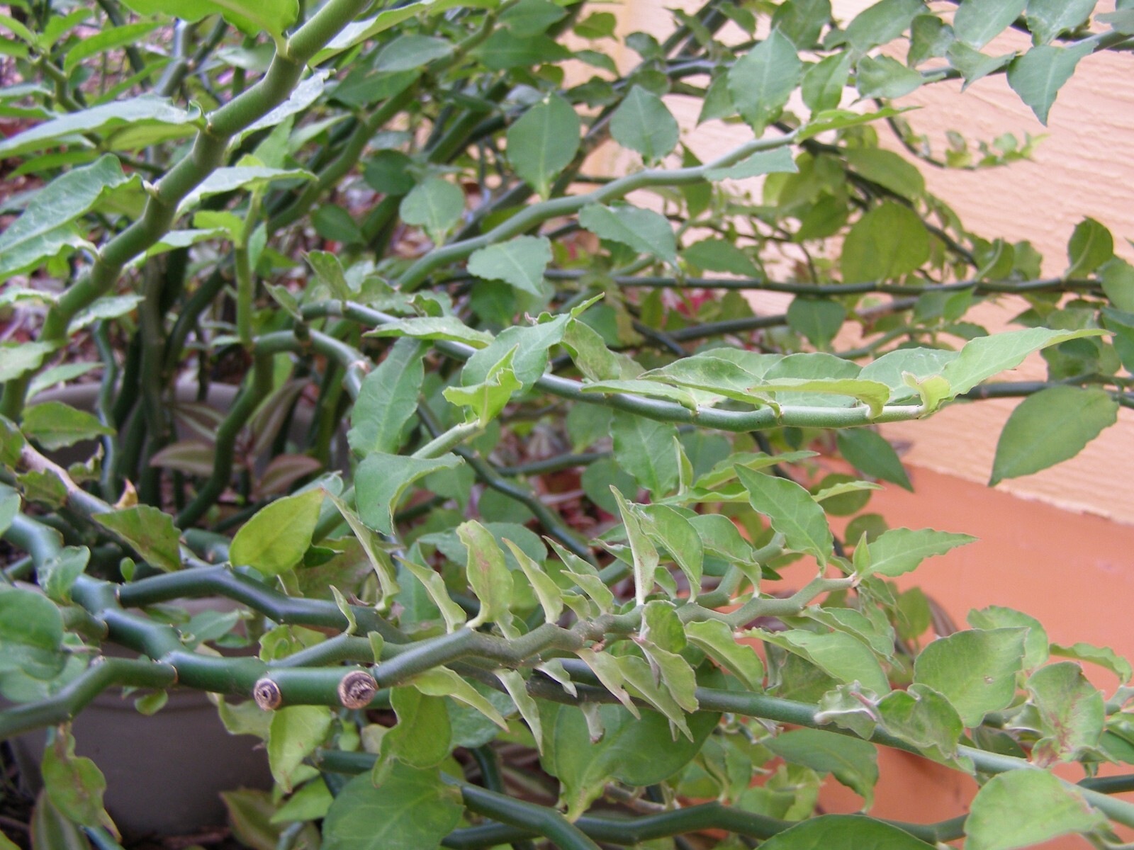 2 DEVIL'S BACKBONE Cactus starter plants *read description | eBay