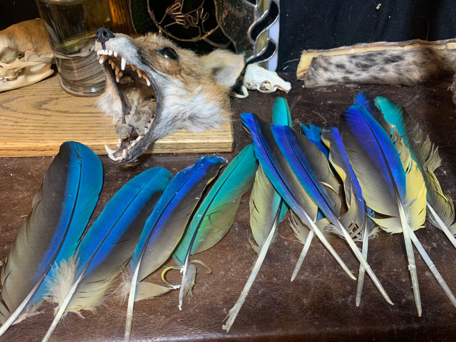 macaw feathers fly tying oddity collector rare bird feather craft ...