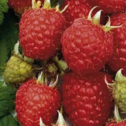 Box Of 3 Coho Red Raspberry, 1'-2' live potted plant with large sweet ...