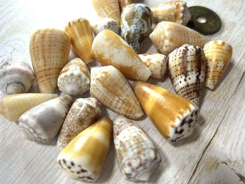 Cone Shell from japan Okinawa shell small to medium | eBay
