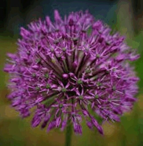 ALLIUMs MIXED GARDEN FIREWORKS SPRING SUMMER FLOWERS ALIUM BULBS ...