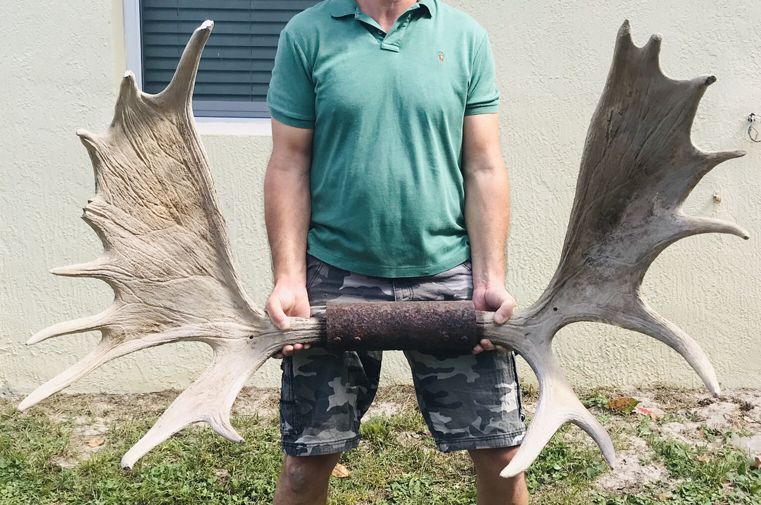 Large Vintage MOOSE ANTLER Mount ALASKA 49" SPREAD Mancave ~ LOCAL PICK ...
