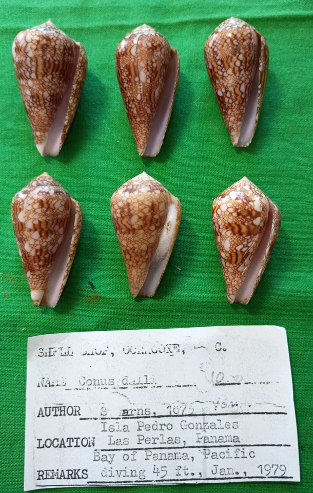 Conus dalli #M0800 Panama 37-42mm | eBay
