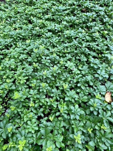 10 Pachysandra cuttings Japanese Spurge Ground Cover Evergreen ...