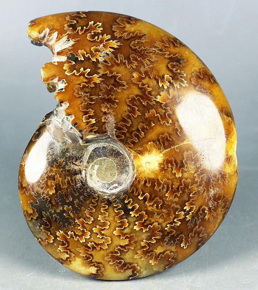 Amazing Gorgeous Rare Jade Ammonite Fossil Specimen Shell Healing ...