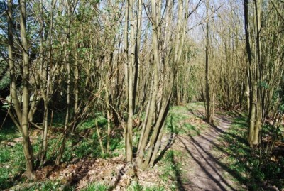 Photo 6x4 Coppicing, Angley Wood Cranbrook/TQ7736 c2010 | eBay UK