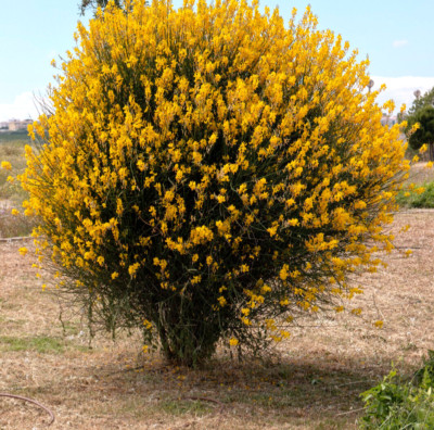 20 Spanish Broom Seeds (Spartium junceum) Weavers Broom Yellow Flower ...
