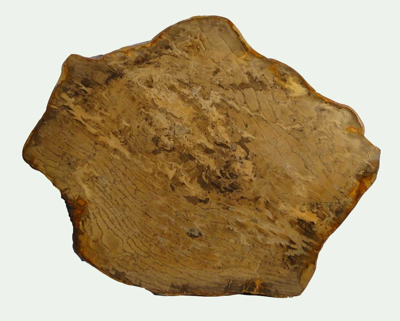 1314 GRAMS PENTOXYLON JURASSIC INJUN CREEK FORMATION PETRIFIED WOOD ...
