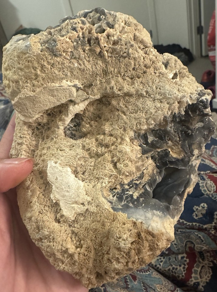 Rare Agatized Coral Fossil Geode -Large, Rare Colors! | eBay