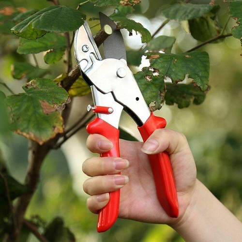 Fruit Branch Scissors Tree Pruning Gardening Bonsai Secateurs Household ...