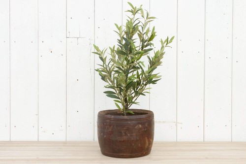 Aged Brown Vintage Textured Naga Rice Bowl | eBay