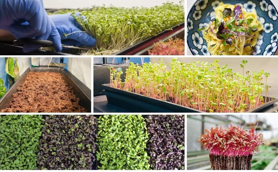 1020 Mesh Bottom Trays Soil Trays 10pack Seedling Starter Microgreen ...