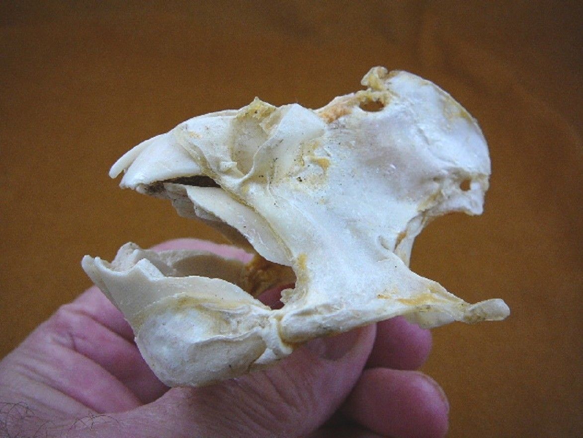 Humphead Parrotfish Teeth The Most Beautiful Parrotfish Species And 7