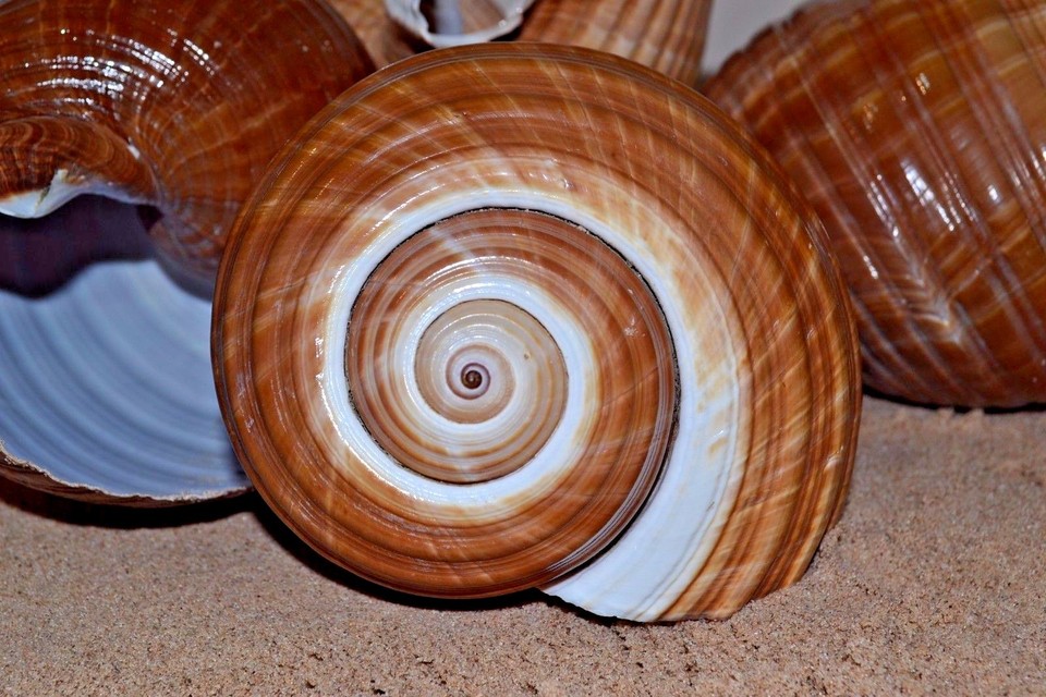 Shells Seashells, Beach Shells, Individual Sea Shells - Choice of Over ...