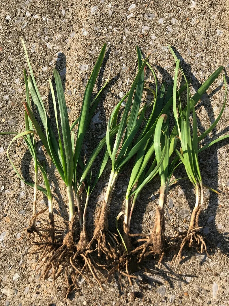Authentic Fragrant Purple Garlic Chives Bare Roots Live Plants Fast ...
