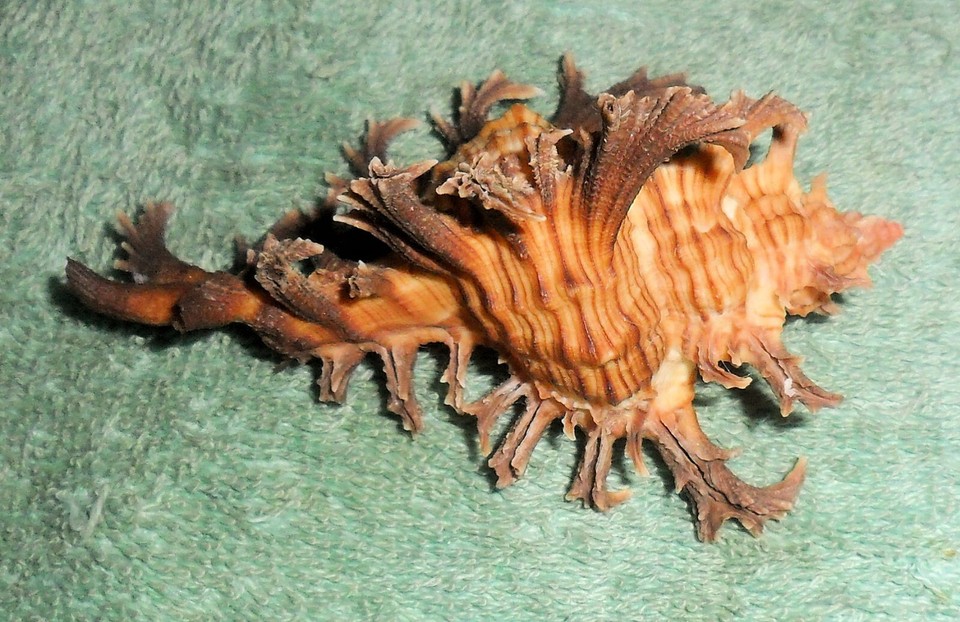 RFM 788829 Murex Chicoreus spectrum Reeve 1848 78.8 mm with operculum ...