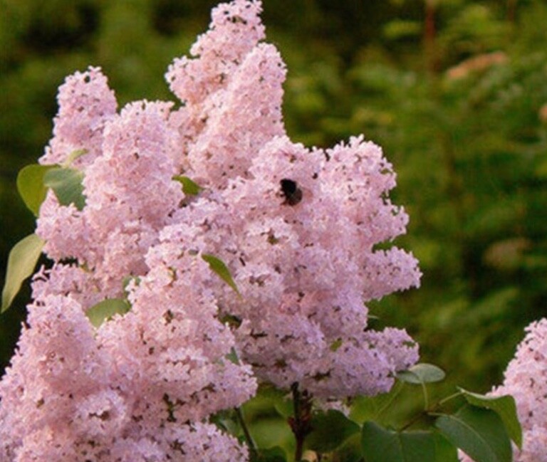 20 EXOTIC LILAC SEEDS for garden rare bloom flower plant bush USA ...