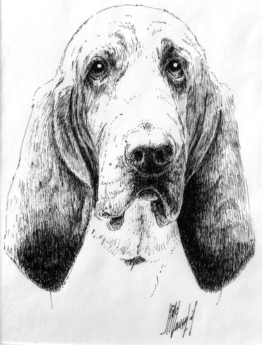 Laughlin 70s Pen Ink Pet Drawing Art MCM Retro 12x9” Dog Basset Hound ...