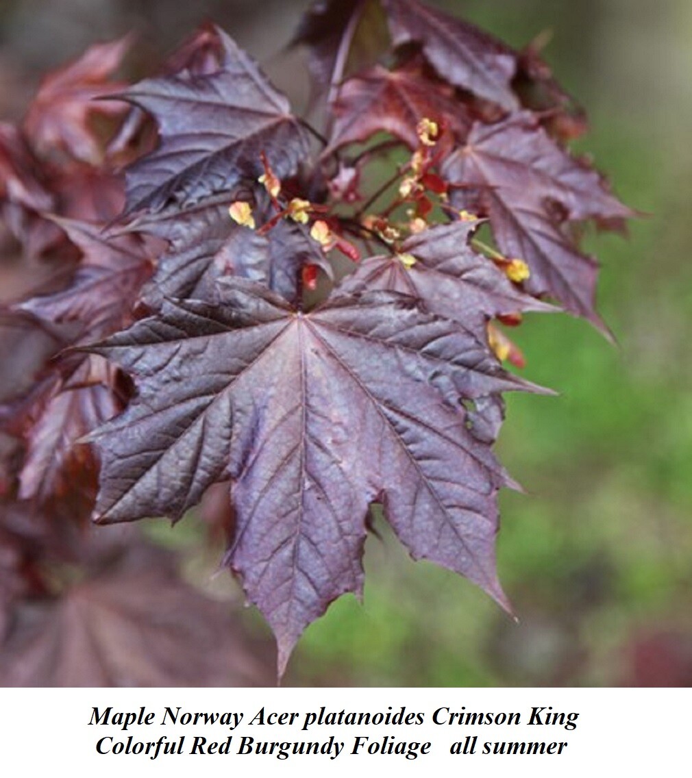 Crimson King Maple Trees