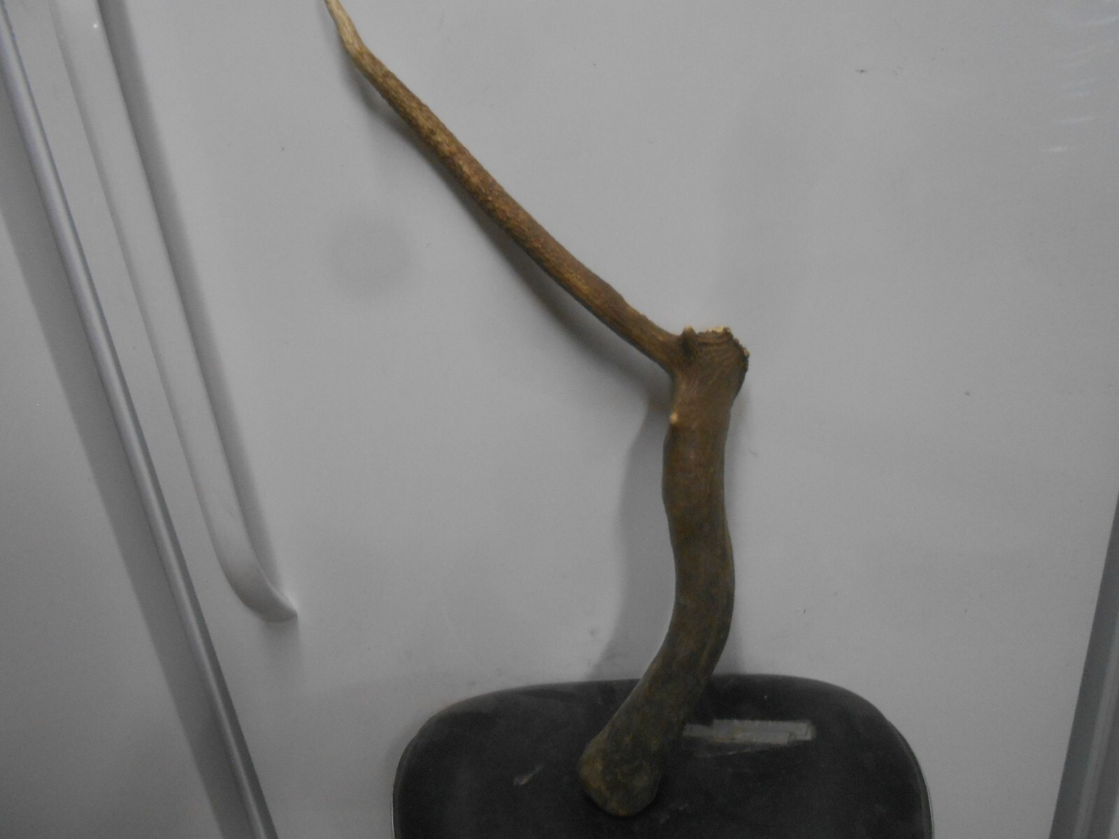 non-typical 2pt CLUB DROPTINE COLORADO ELK ANTLER SHED whitetail rack ...