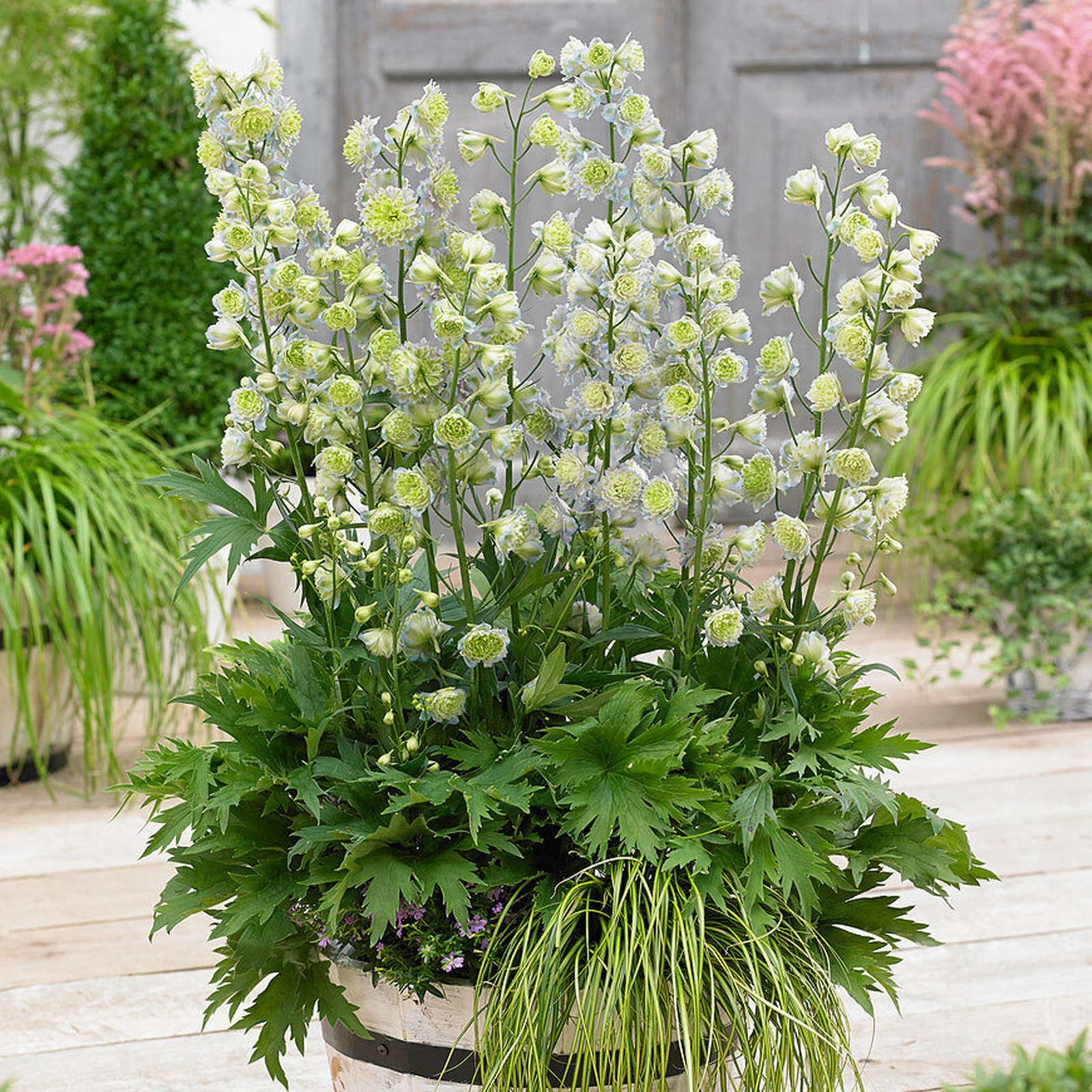 Delphinium Highlander Crystal Delight - Larkspur | Perennial Plants ...