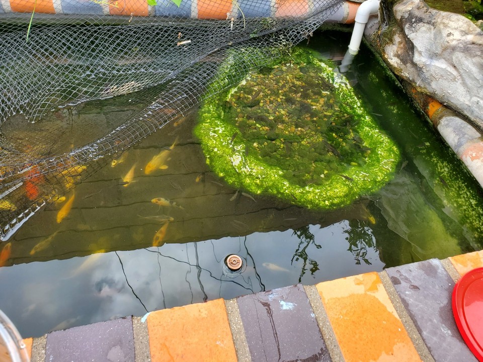 10 Mosquito Fish Live Aquarium or Pond Mosquitofish Feeders or Mosquito ...