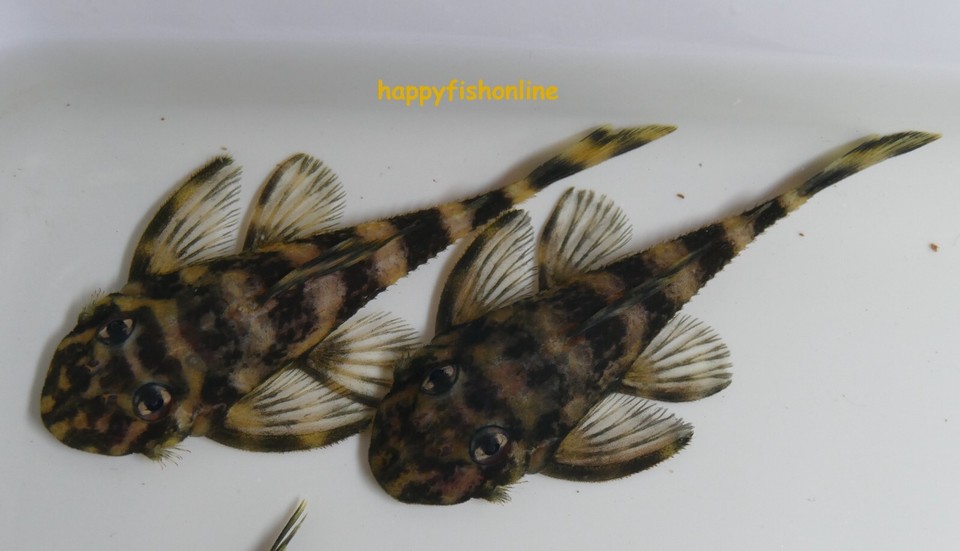 BREEDING PAIR OF L052 ATABAPO BUTTERFLY PLECOS! CHAMELEON LIKE FISH! WC 8-10 CM | eBay