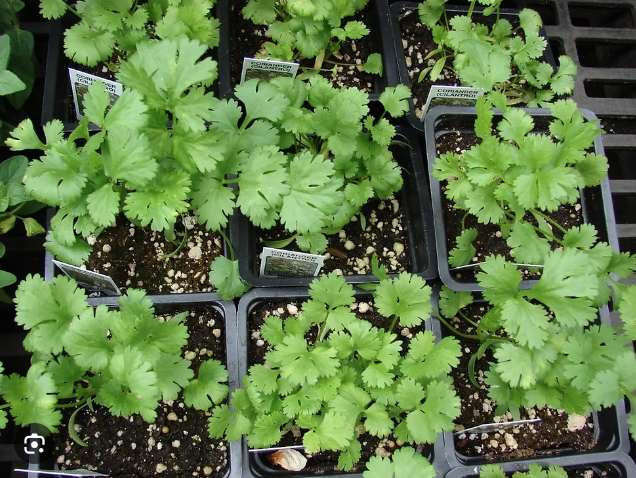100 Seeds | Cilantro Coriander Seeds from Puerto Rico, Cilantrillo ...
