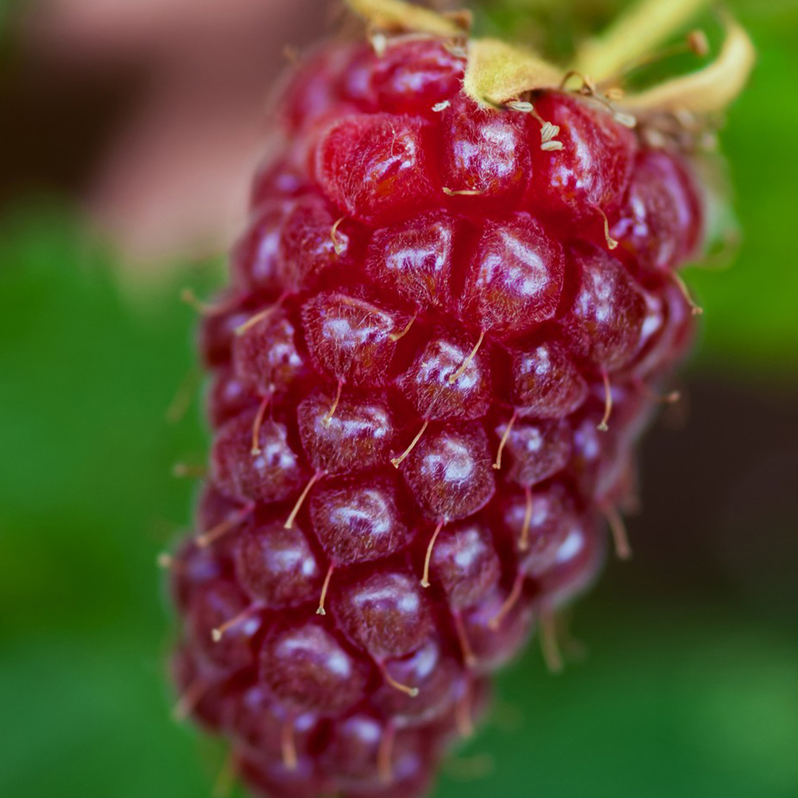 Tayberry Rubus Hardy Deciduous Blackberry Raspberry Hybrid Garden Fruit ...