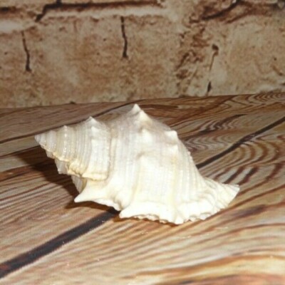 Spiky Horned Spike Conch Sea Shell Aquarium Beach Home Nautical Decor 2 ...