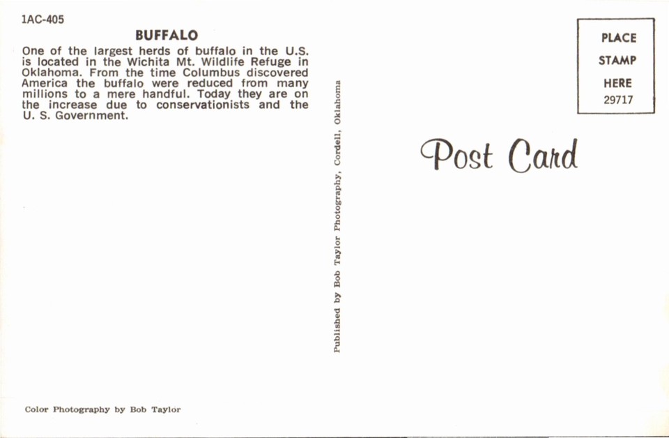 Postcard Buffalo in Oklahoma | eBay