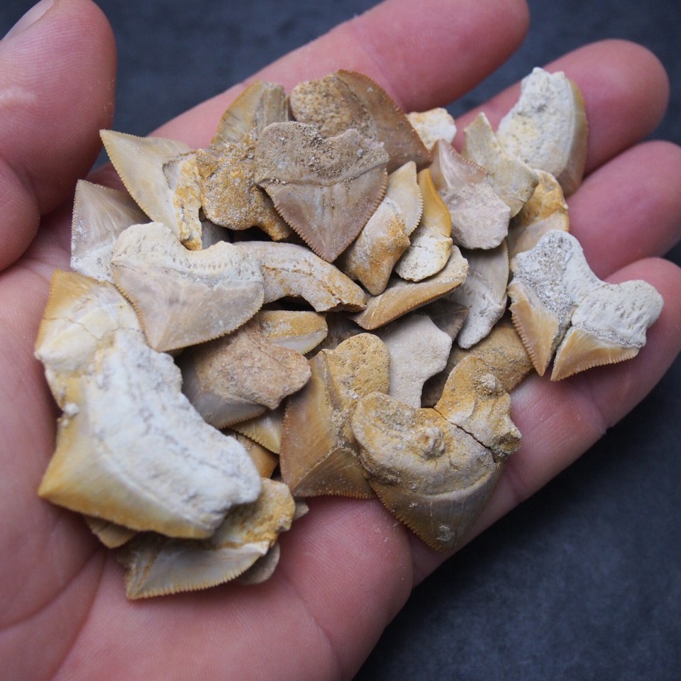 100 Grams Shark Squalicorax Pristodontus Corax Tooth Teeth Fossil lot ...