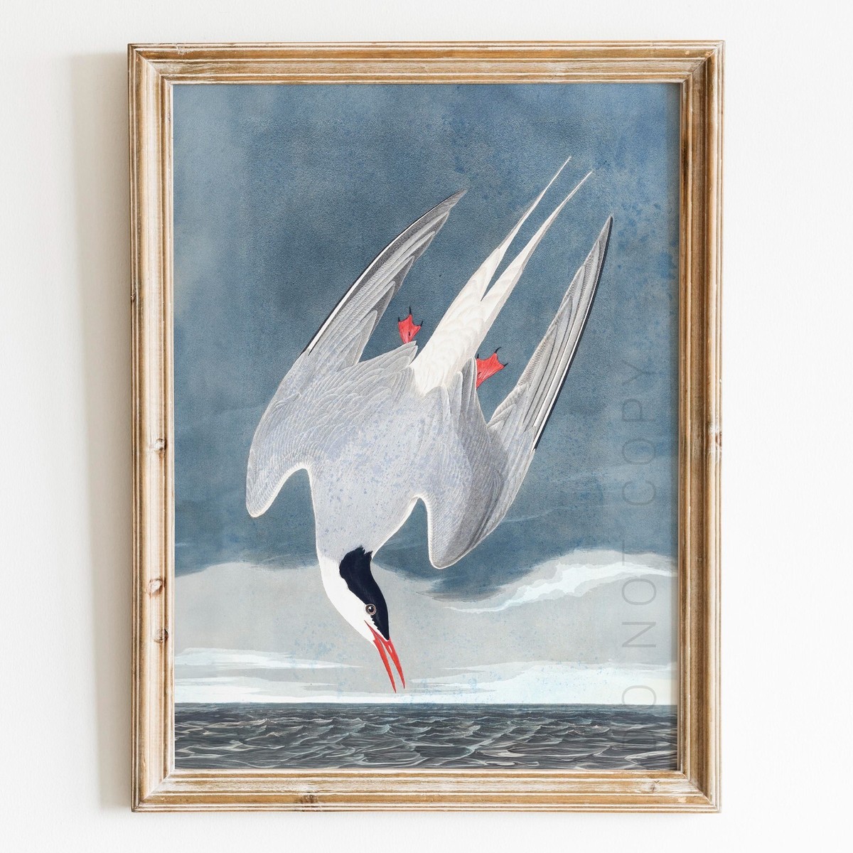 Arctic Tern Drawing Arctic Tern (Sterna Paradisaea) Dimensions