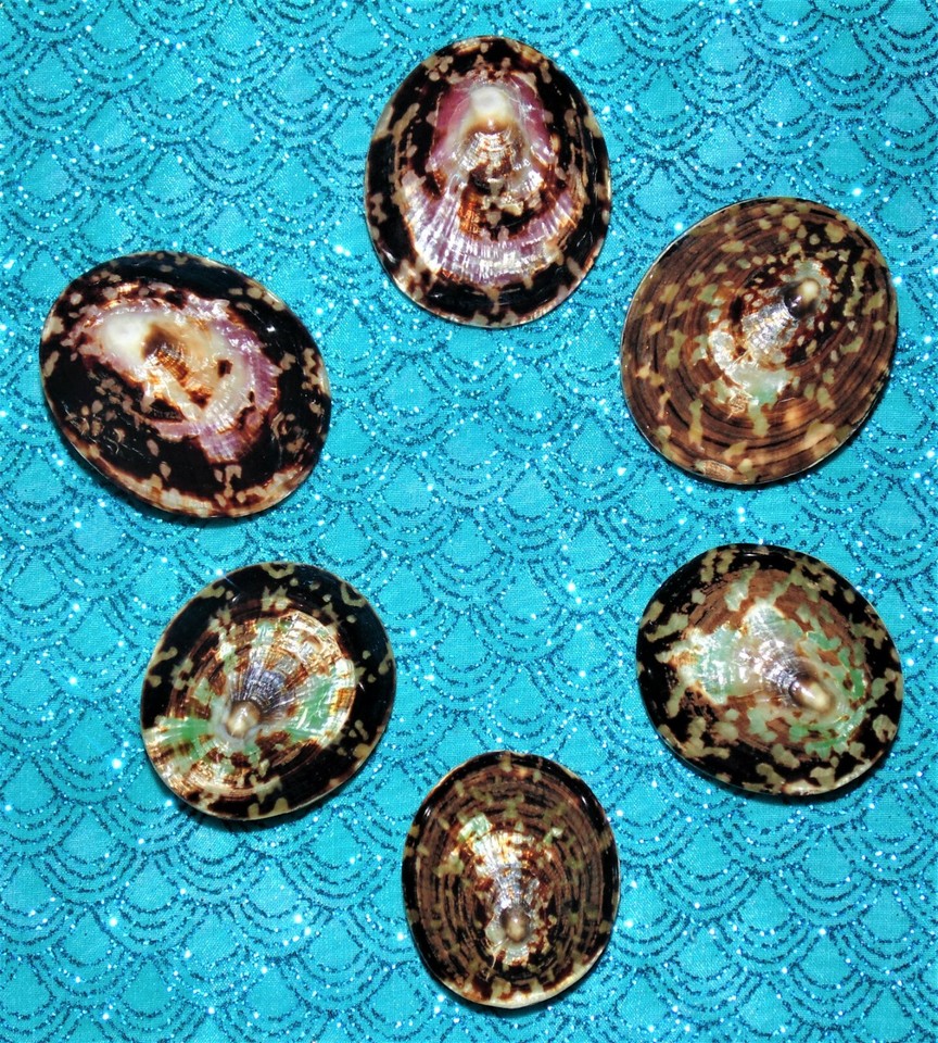 SIX (6) POLISHED & COLORED LIMPET SEA SHELL PAIRS, BEACH DECOR CRAFT ...