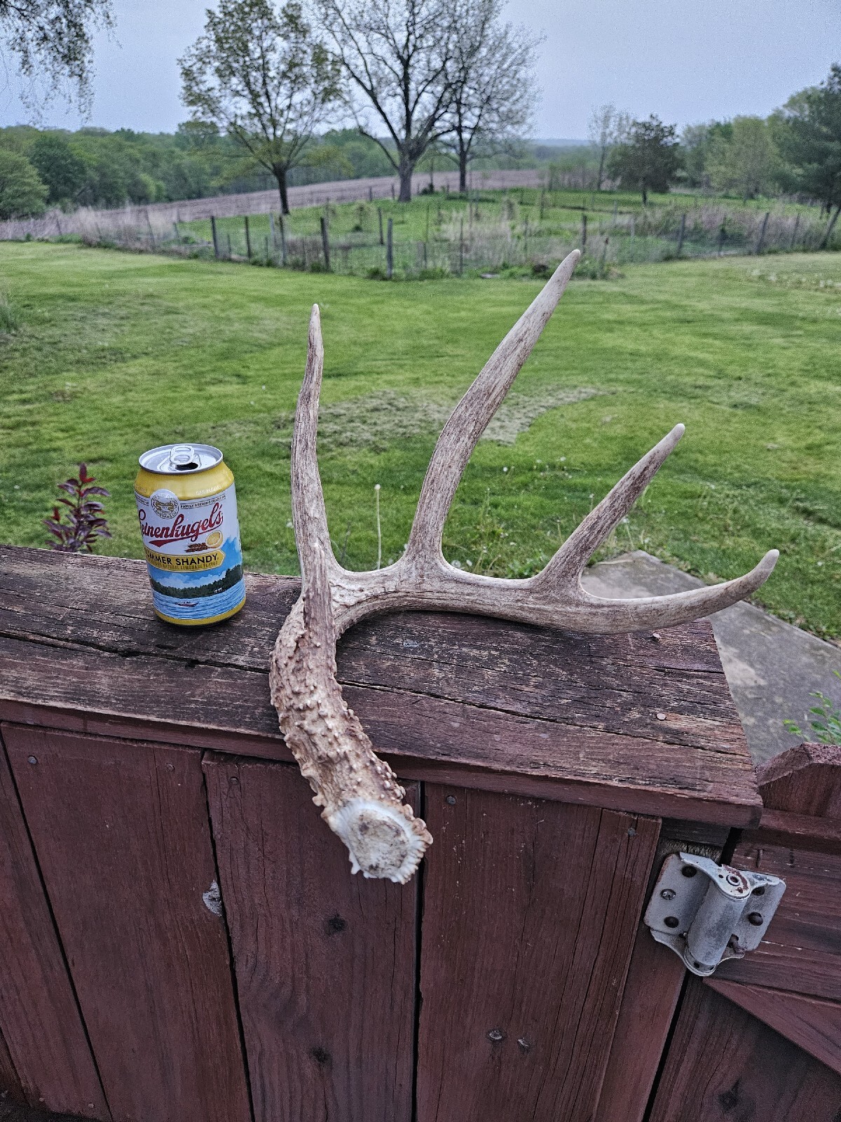 Wild Whitetail Deer Antler Shed Horn Rack Decor Craft 5 Point Typical ...