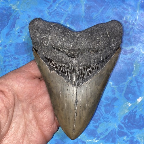 MEGALODON SHARK TOOTH 5.47” HUGE TEETH MEG SCUBA DIVER DIRECT FOSSIL NC ...