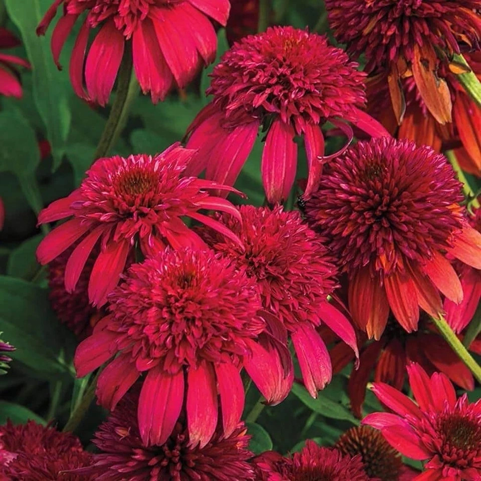 1000+ Double Echinacea Coneflower Seeds for Planting -Perennial Cone ...