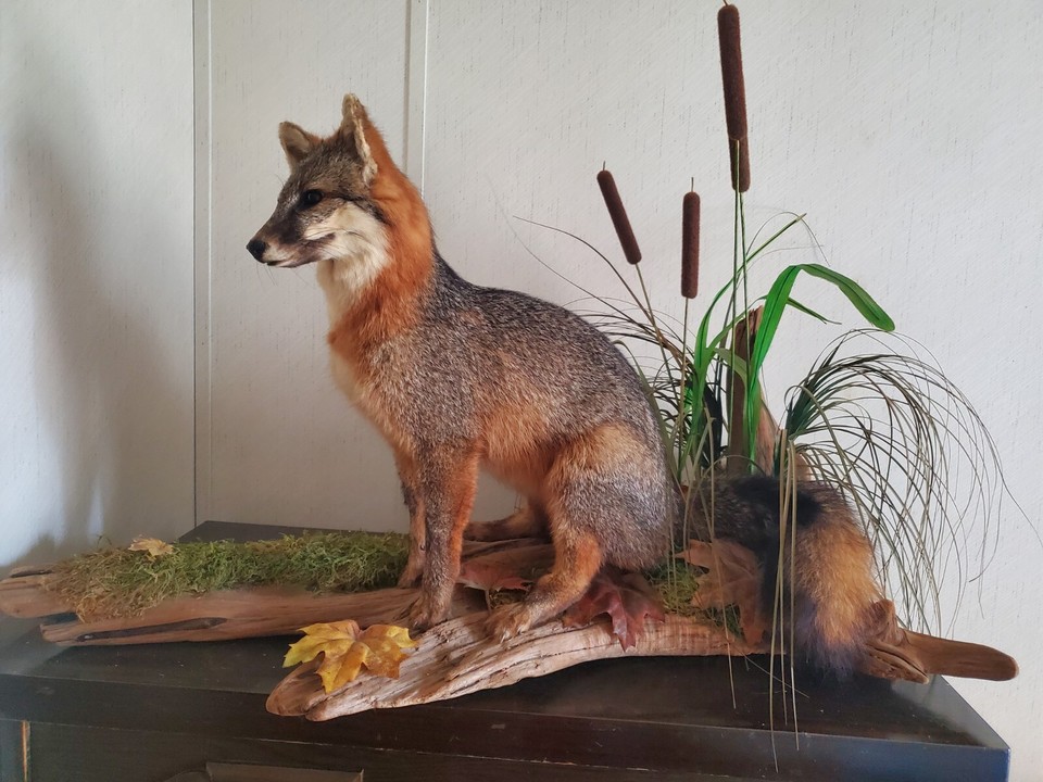 Gorgeous Red Fox Mount | eBay