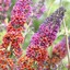 Buddleia 'Flower Power' Butterfly Bush Mixed Colour Healthy Garden ...