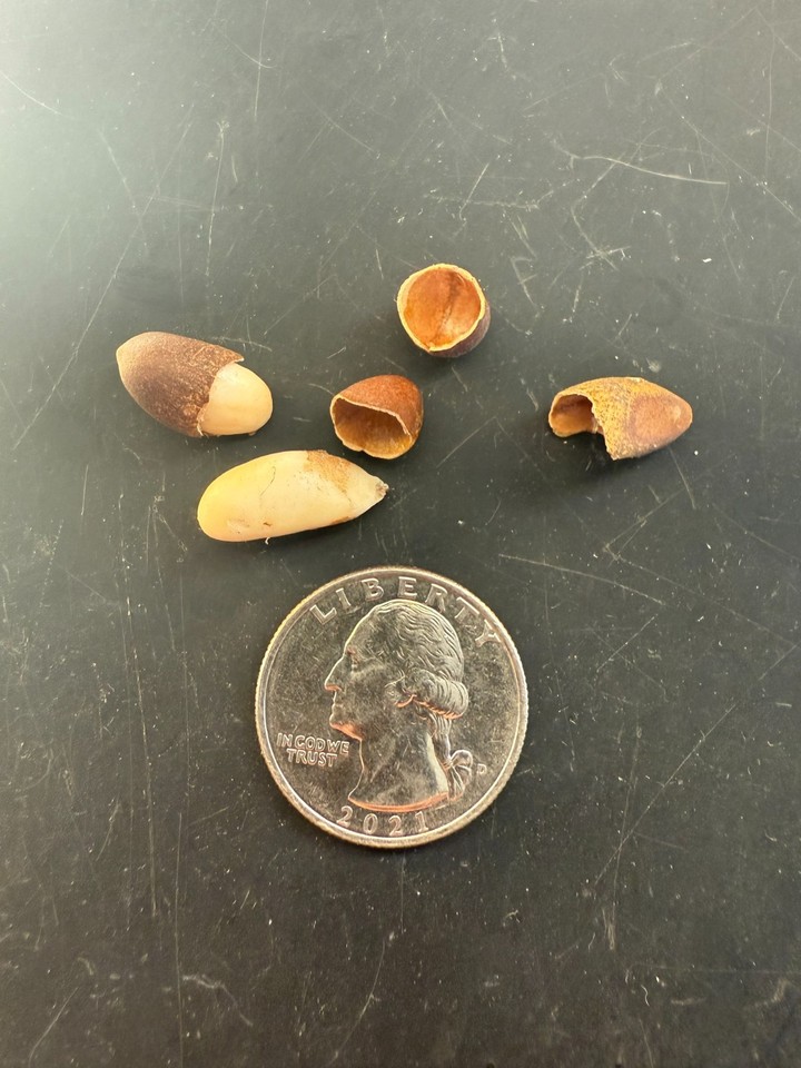 FRESH RAW Pinenuts Nevada / Utah Soft Shell Pinyon Pine Nuts 2025 - 5 ...