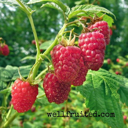 Joan J Thornless - Anne Double Gold - Glencoe Purple Fall Raspberry ...