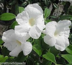 Australian twining climber fragrant white flowers Pandorea jasminoides ...