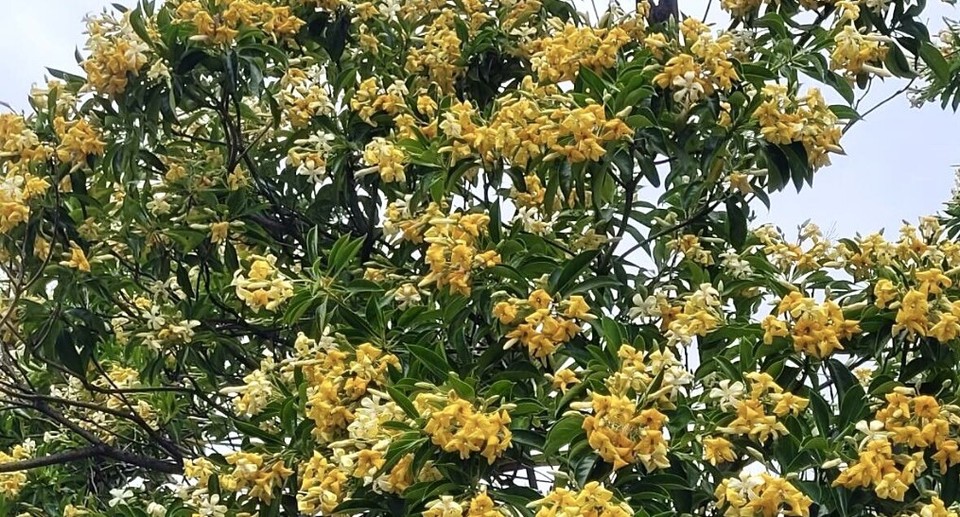 Pua Keni Keni, Perfume Flower Tree, Fagraea Berteroana - 30 Seeds 2025 ...