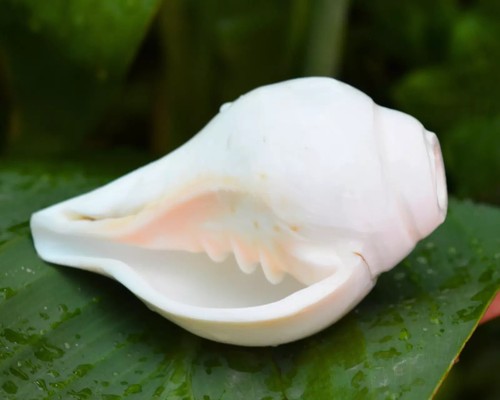 3" Auspicious Conch Shell Hindu Shivratri Puja Blowing Bajanewala Pooja ...