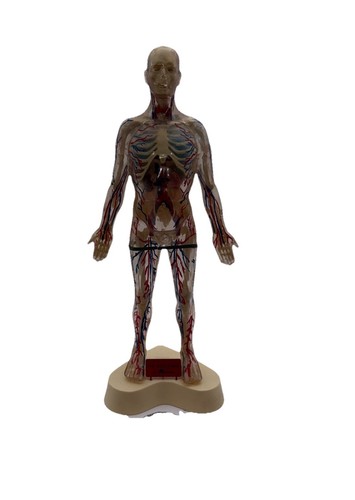 The Visible Man Human Body Anatomy Model 1959 Science Kit Assembled No ...