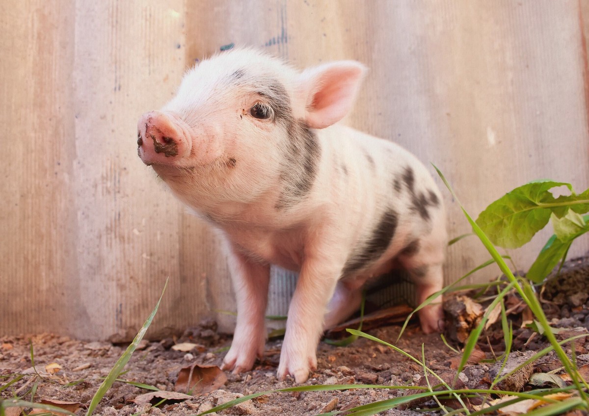 Cute Baby Pig Pictures